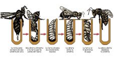 Ciclo de vida de las abejas - Ciclo de vida